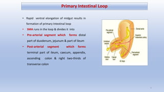 Development of Midgut & Hindgut | PPTX