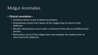 Midgut | PPT