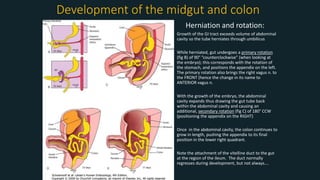 Midgut | PPT