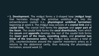 Midgut | PPT