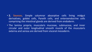 Midgut | PPTX