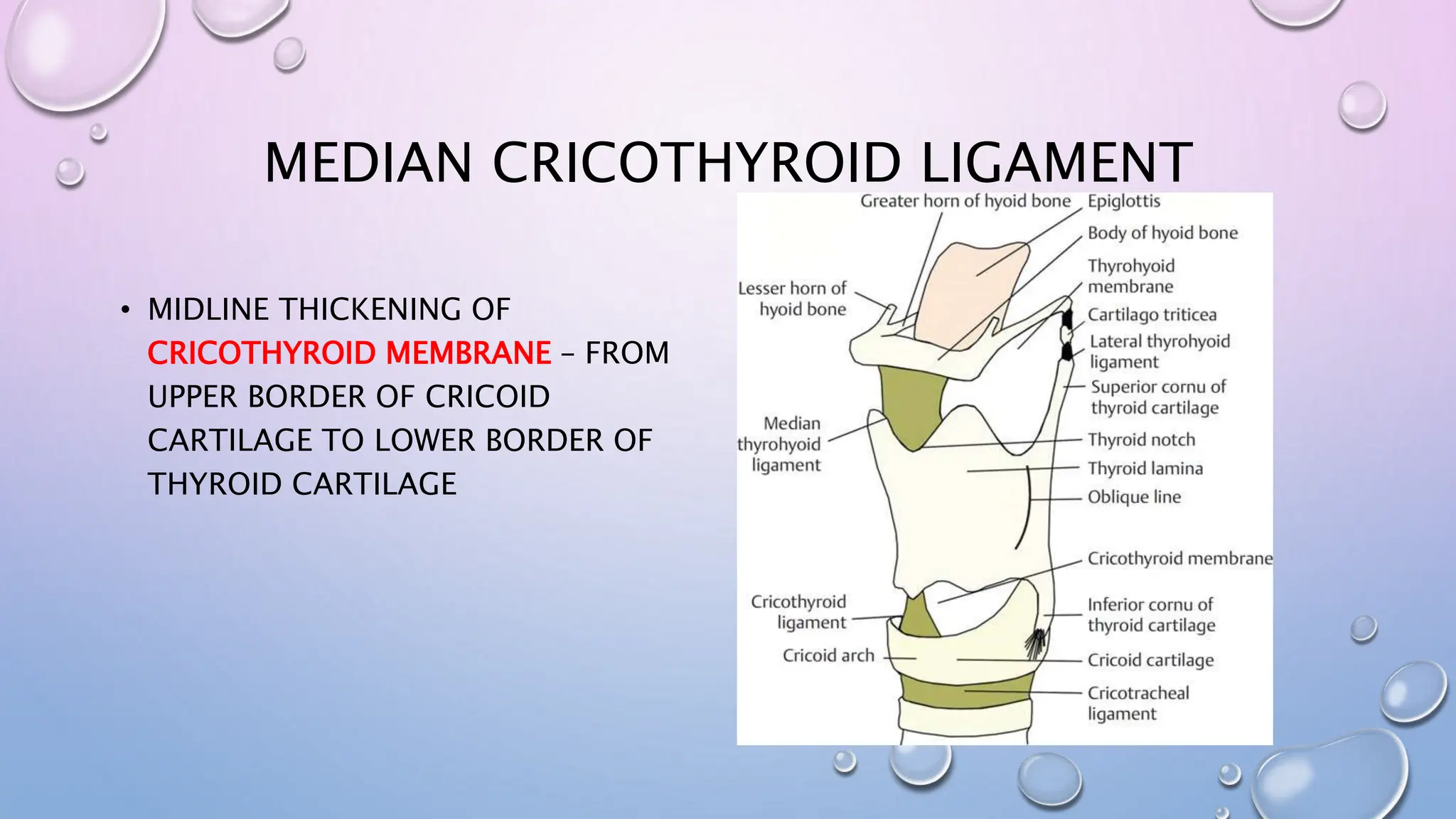 MIDLINE STRUCTURES OF NECK anatomy PowerPoint | PPTX
