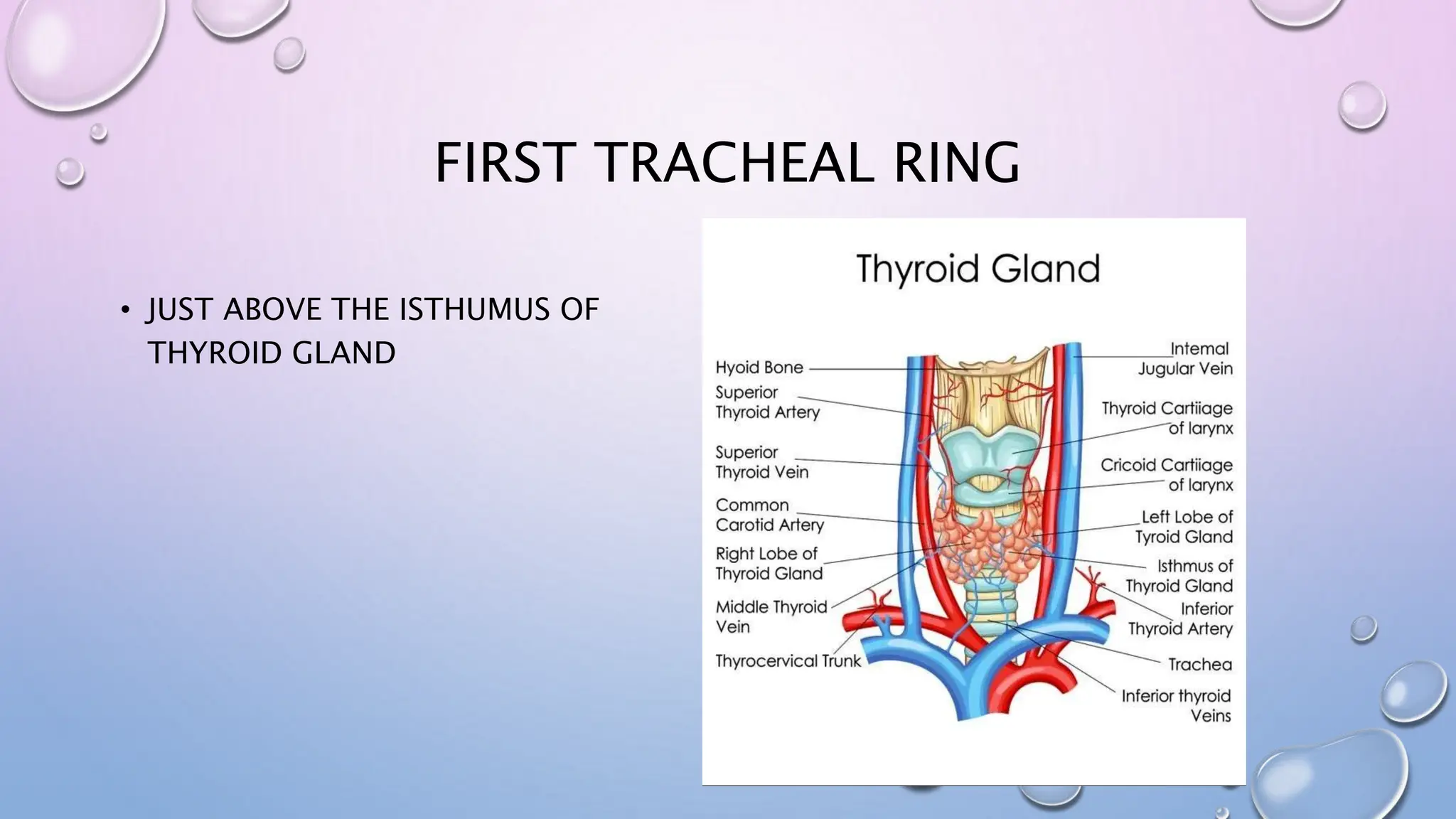 MIDLINE STRUCTURES OF NECK anatomy PowerPoint | PPTX