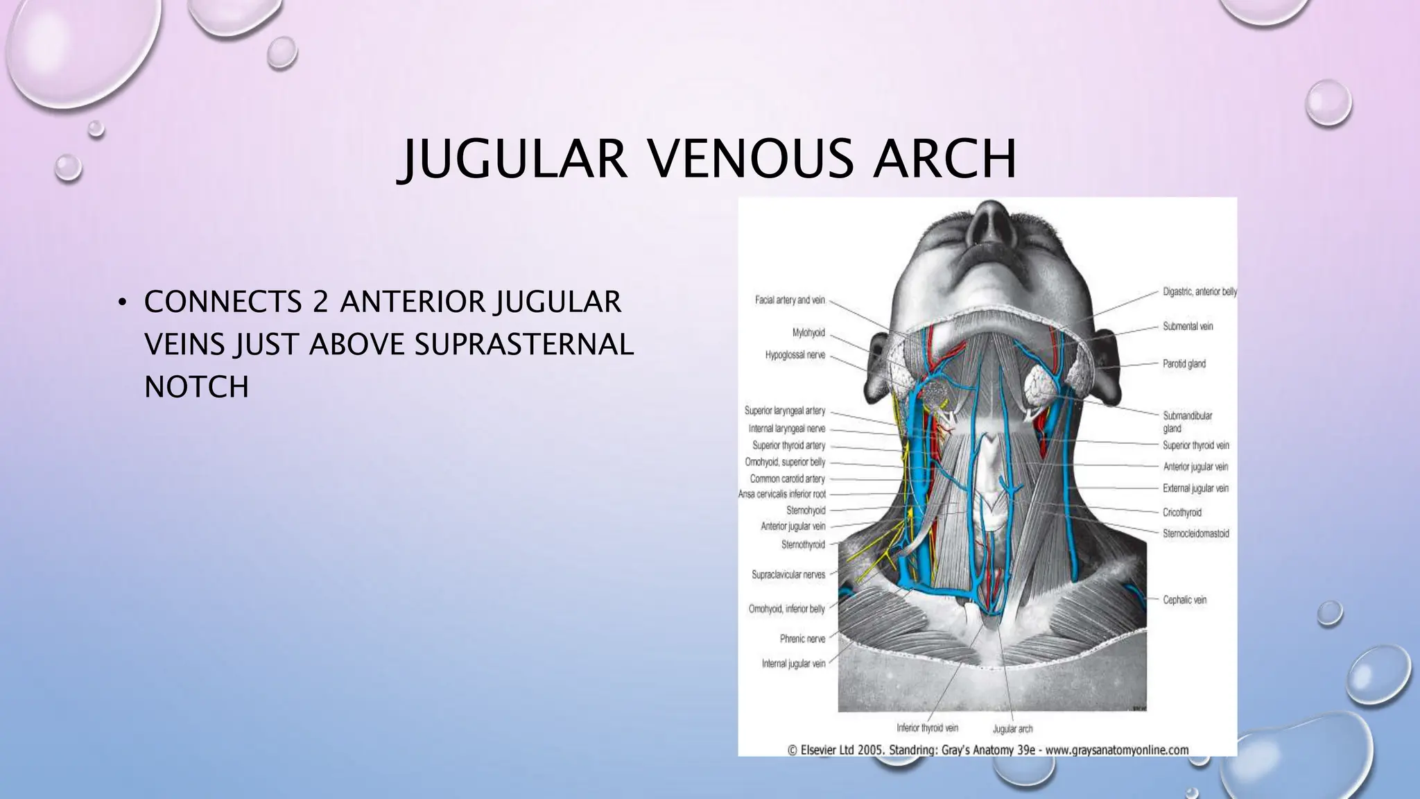 MIDLINE STRUCTURES OF NECK anatomy PowerPoint | PPTX