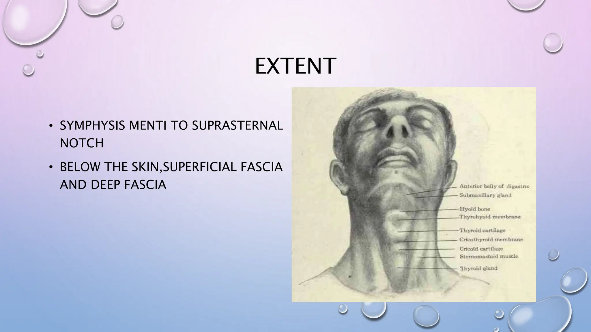 MIDLINE STRUCTURES OF NECK anatomy PowerPoint | PPTX