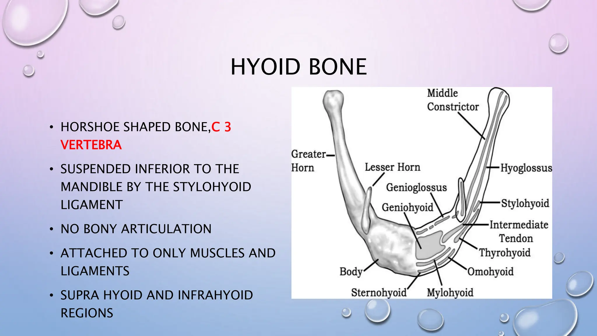 MIDLINE STRUCTURES OF NECK anatomy PowerPoint | PPTX