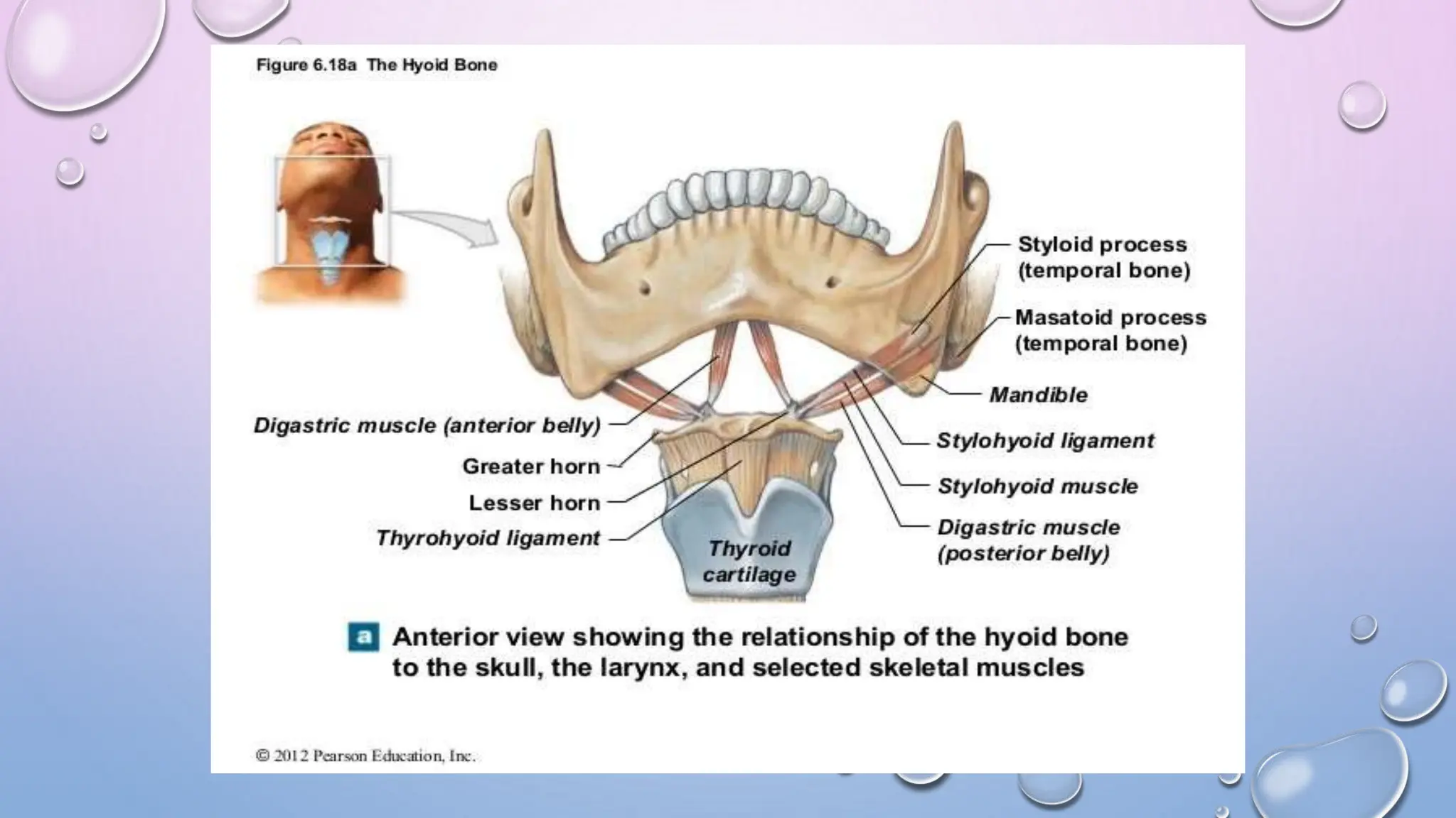 MIDLINE STRUCTURES OF NECK anatomy PowerPoint | PPTX