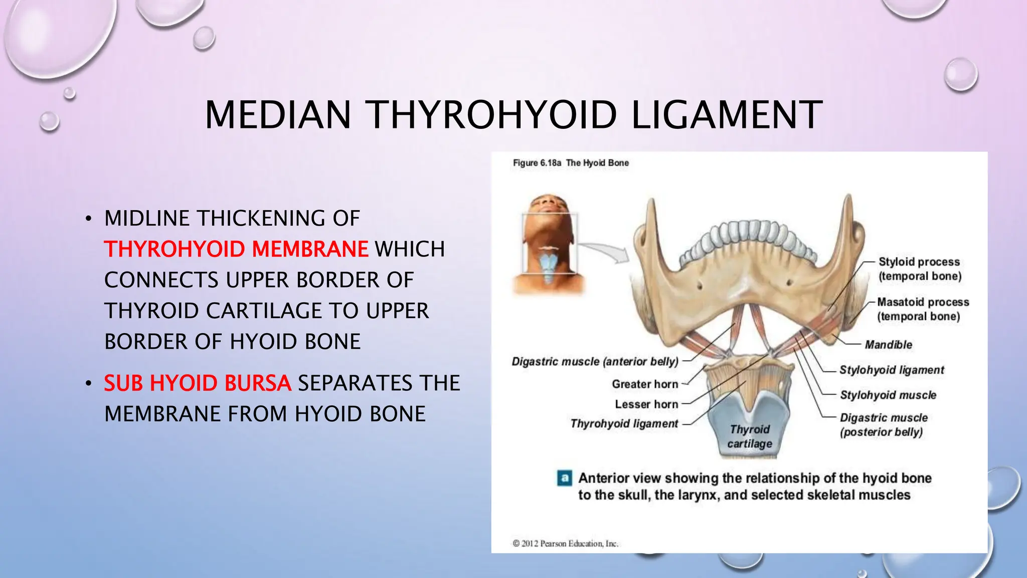 MIDLINE STRUCTURES OF NECK anatomy PowerPoint | PPTX