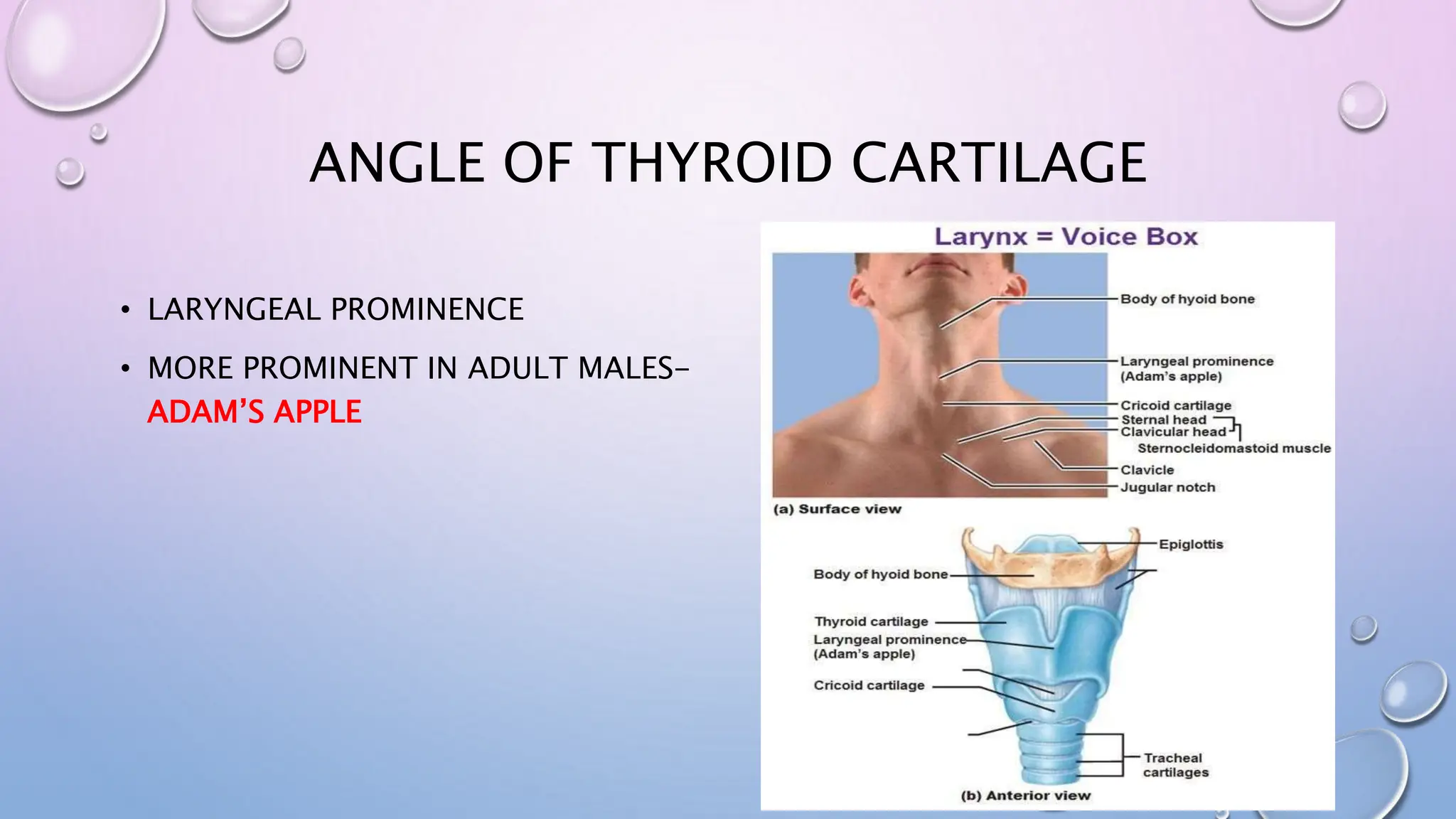 MIDLINE STRUCTURES OF NECK anatomy PowerPoint | PPTX