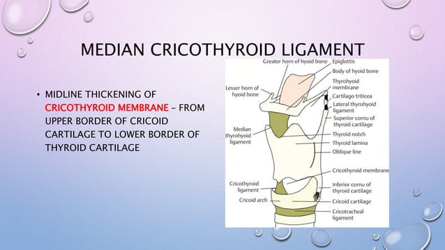 MIDLINE STRUCTURES OF NECK anatomy PowerPoint | PPTX | Thyroid ...