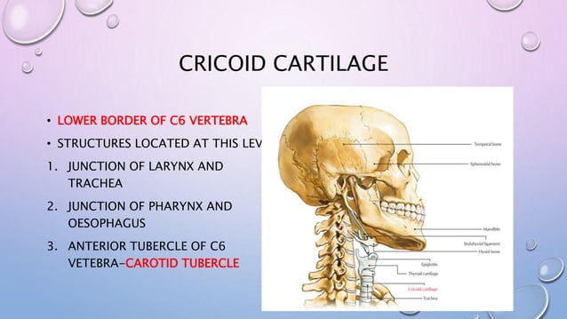 MIDLINE STRUCTURES OF NECK anatomy PowerPoint | PPTX | Thyroid ...