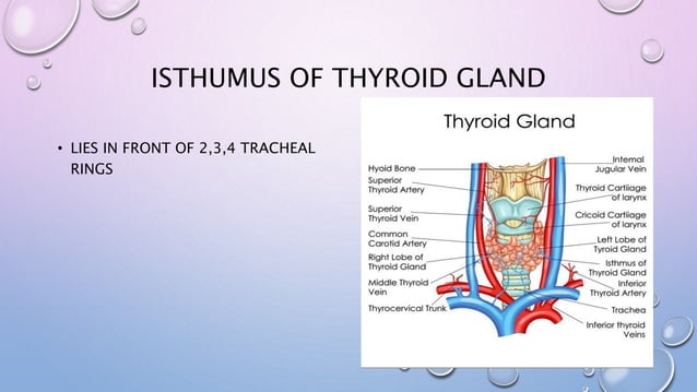 MIDLINE STRUCTURES OF NECK anatomy PowerPoint | PPTX | Thyroid ...