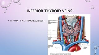 MIDLINE STRUCTURES OF NECK anatomy PowerPoint | PPTX