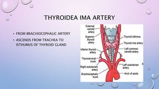 MIDLINE STRUCTURES OF NECK anatomy PowerPoint | PPTX