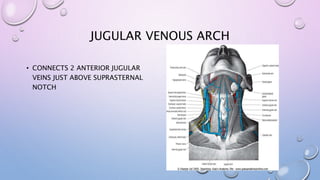 MIDLINE STRUCTURES OF NECK anatomy PowerPoint | PPTX