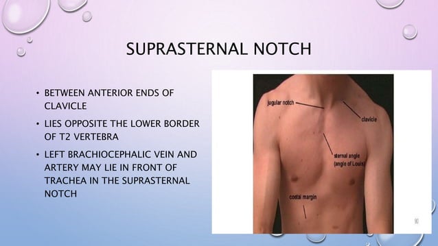 MIDLINE STRUCTURES OF NECK anatomy PowerPoint | PPTX | Thyroid ...