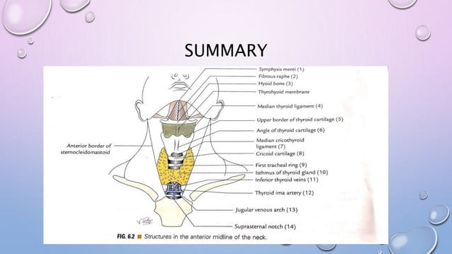 MIDLINE STRUCTURES OF NECK anatomy PowerPoint | PPTX | Thyroid ...
