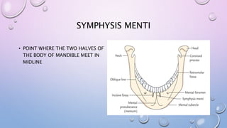 MIDLINE STRUCTURES OF NECK anatomy PowerPoint | PPTX