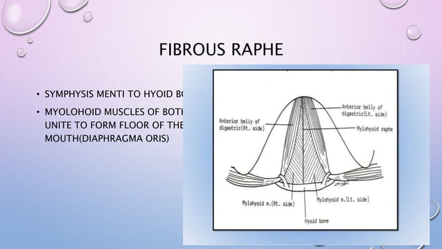 MIDLINE STRUCTURES OF NECK anatomy PowerPoint | PPTX | Thyroid ...