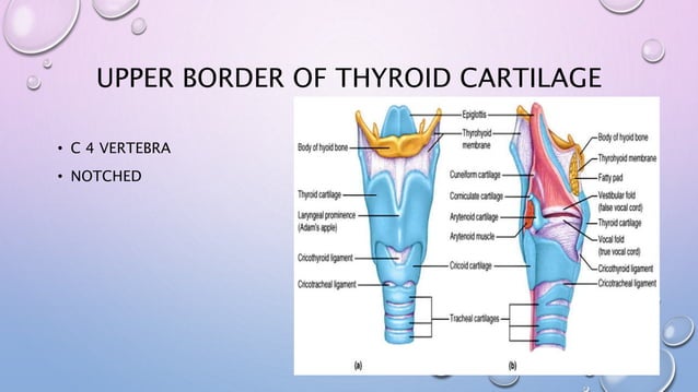 MIDLINE STRUCTURES OF NECK anatomy PowerPoint | PPTX | Thyroid ...
