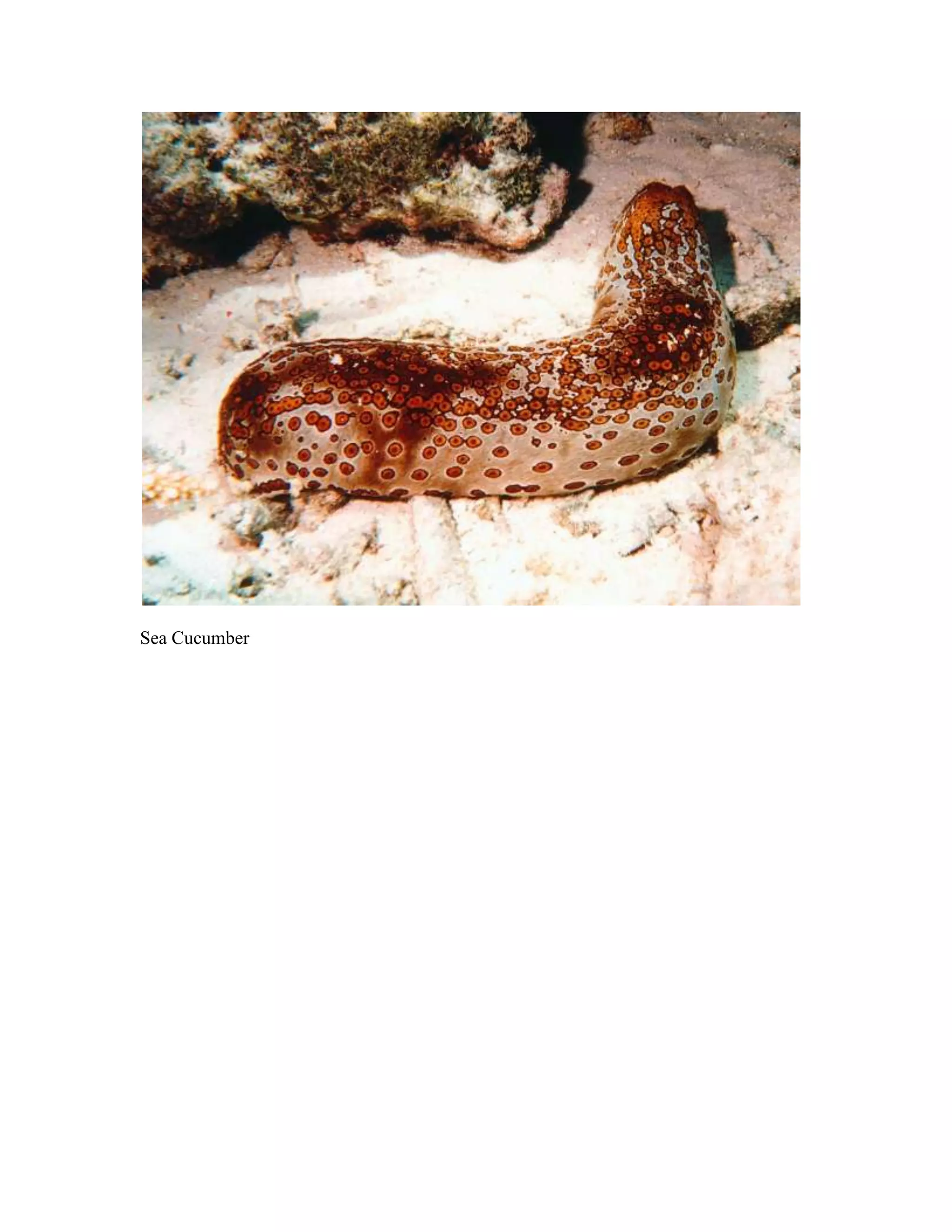 Midnight zone animals | DOCX