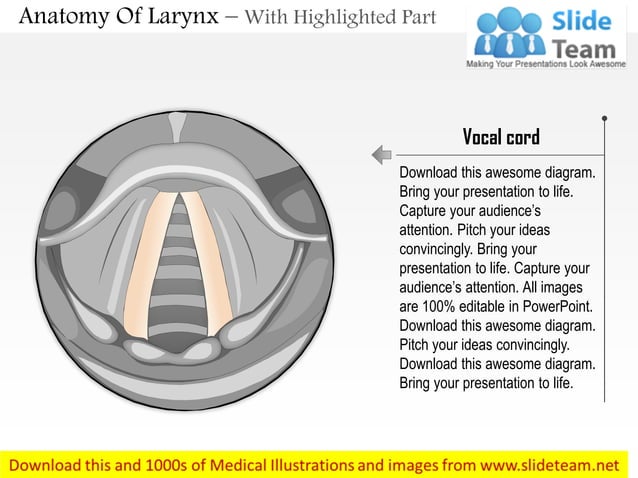 Mid sagital and laryngoscopic view of larynx medical images for power ...