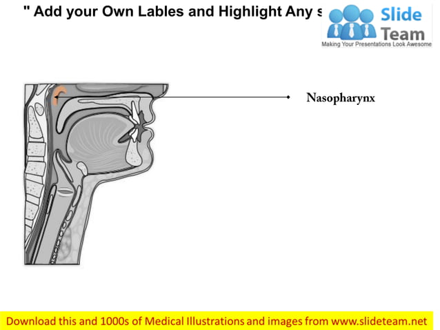 Mid sagital and laryngoscopic view of larynx medical images for power ...