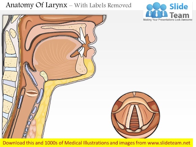 Mid sagital and laryngoscopic view of larynx medical images for power…