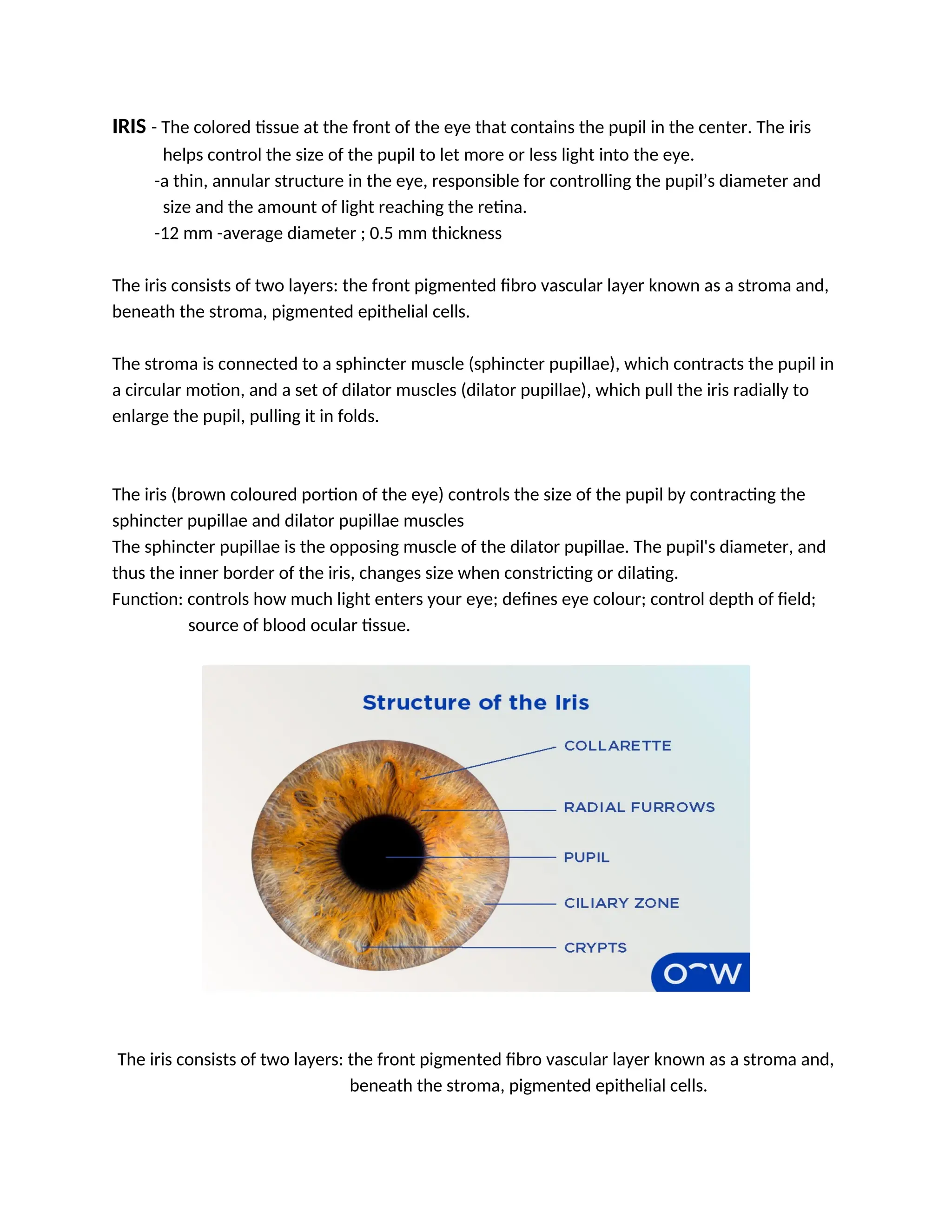 MIDTERM - OCULAR ANATOMY DOCUMENT REVIEWER | DOCX | Eye and Vision ...