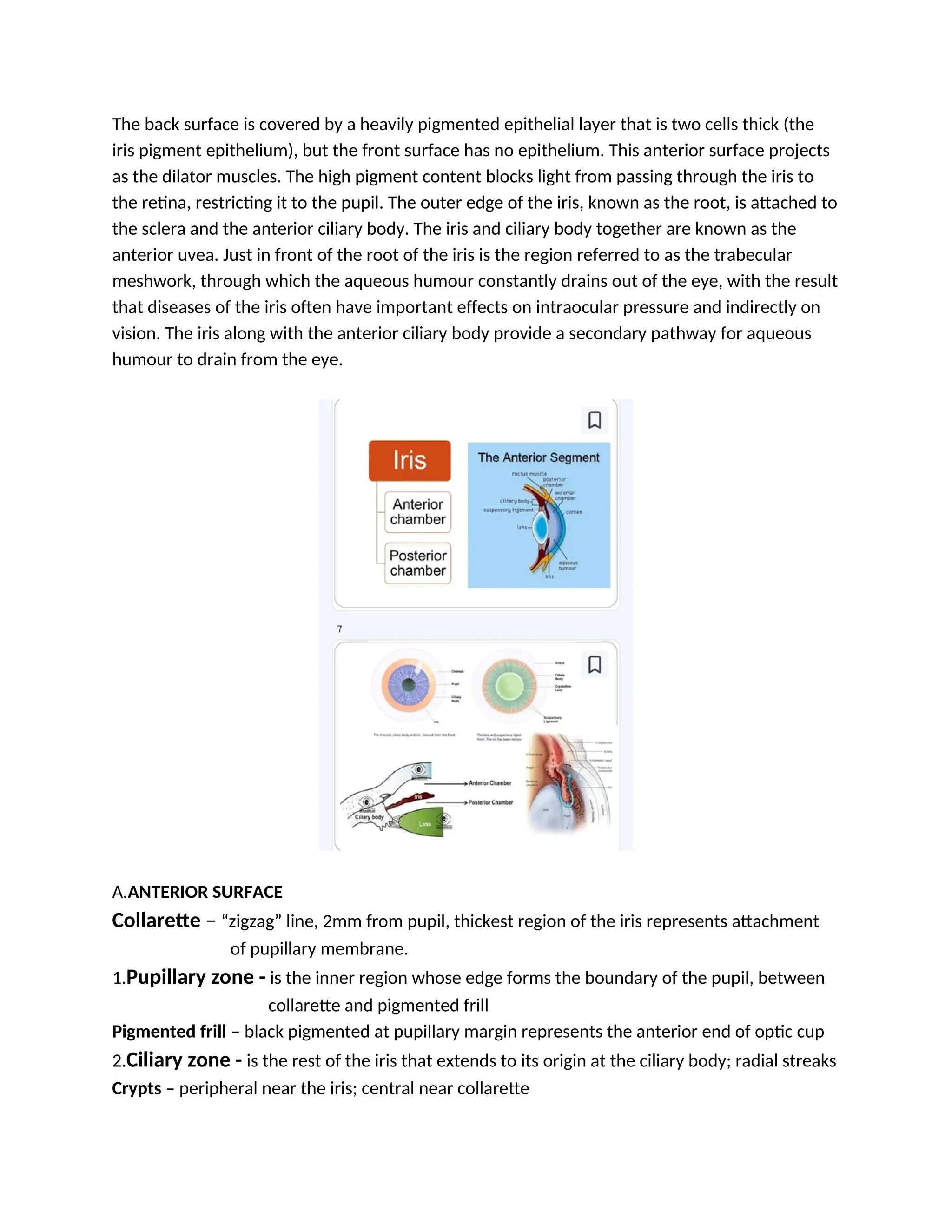 MIDTERM - OCULAR ANATOMY DOCUMENT REVIEWER | DOCX
