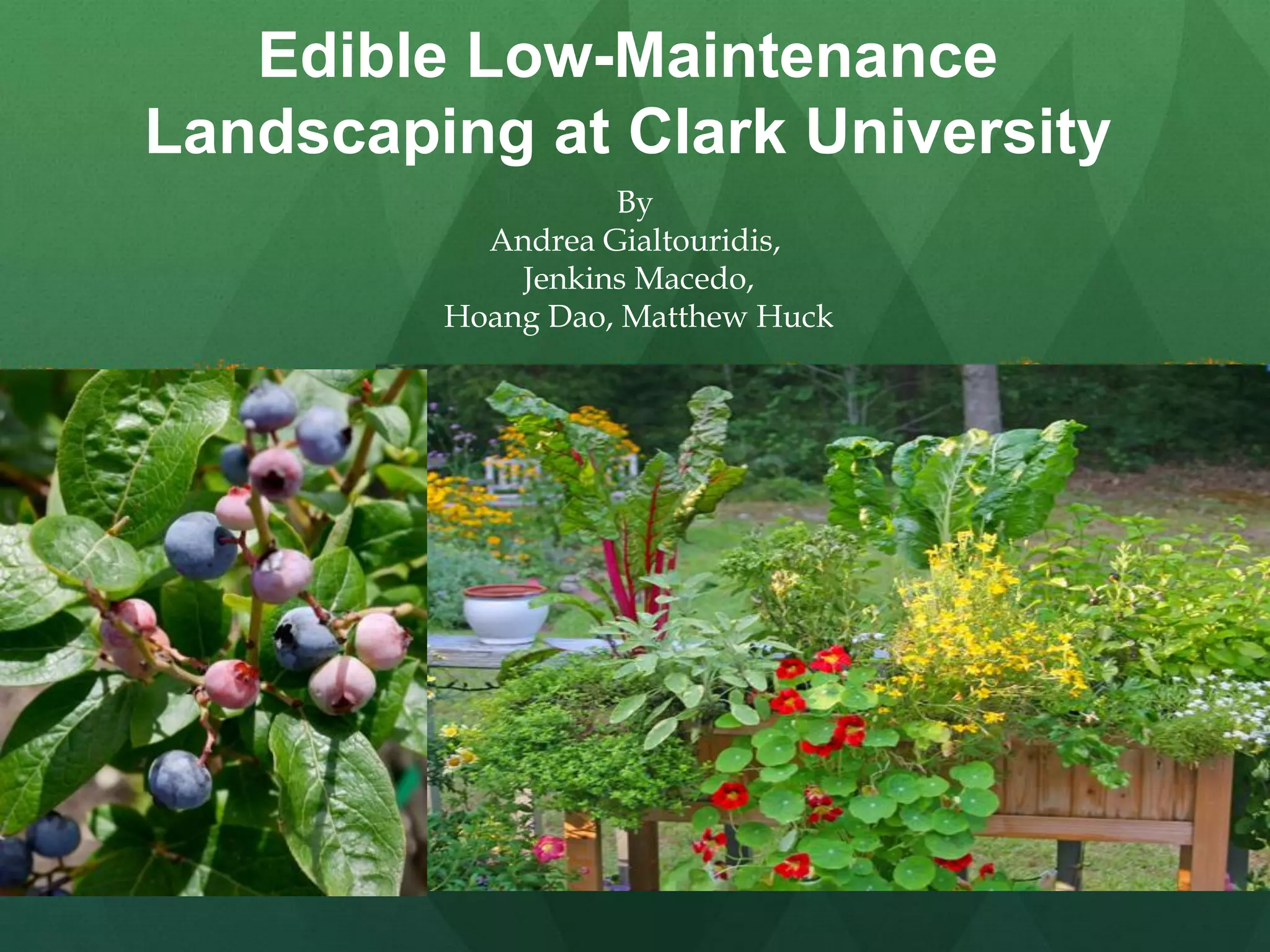 Edible Low-Maintenance Landscaping at Clark University | PDF