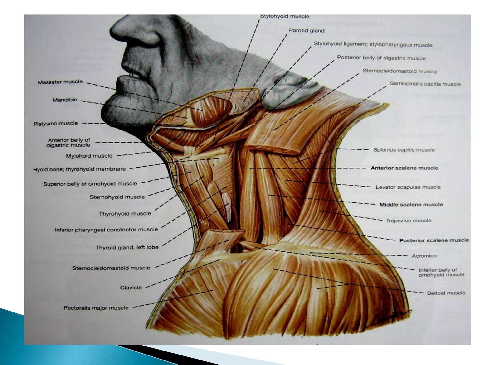 Midterms. Gen Ana. The Muscles of the Neck and Trunk | PPTX