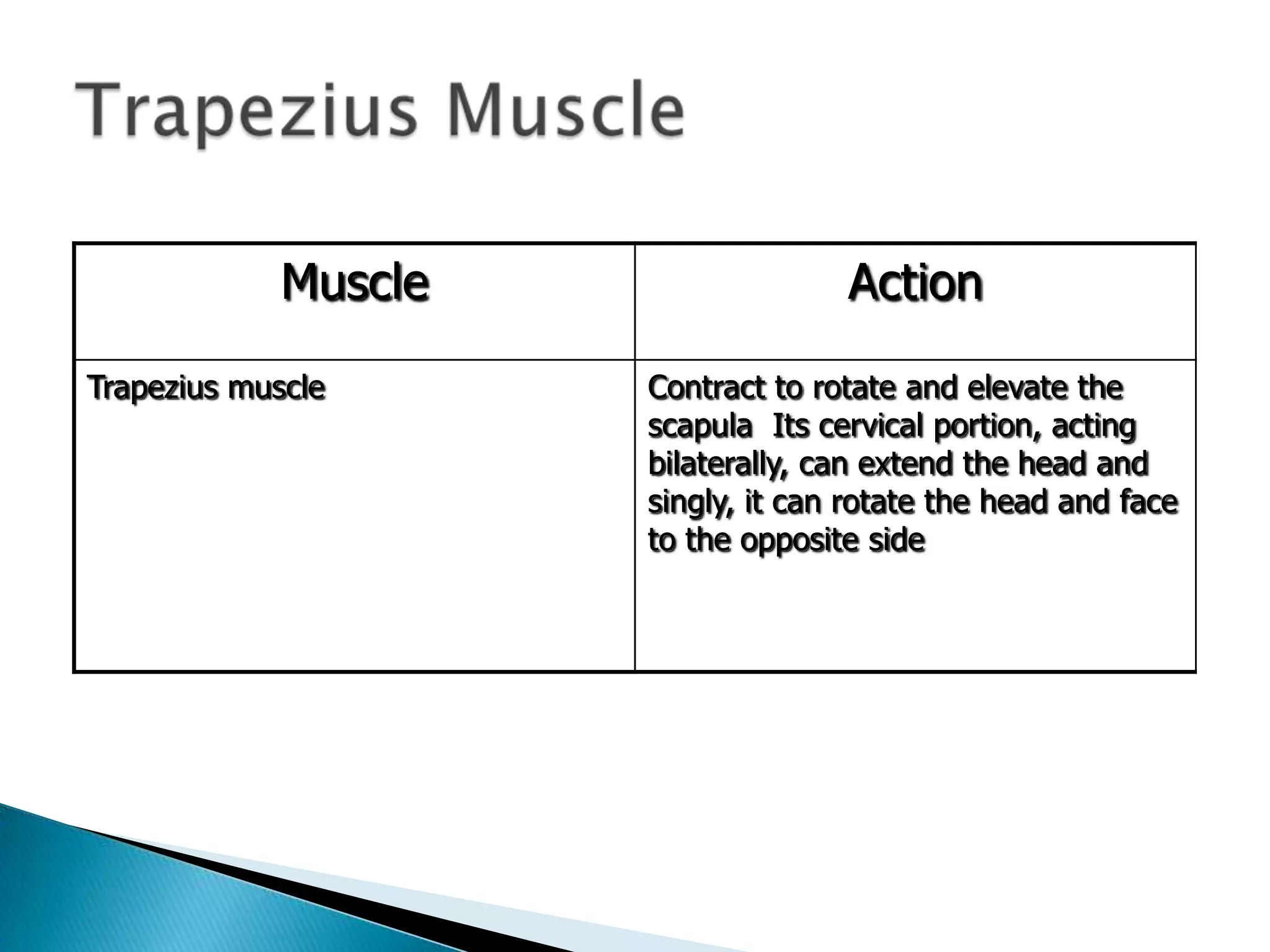 Midterms. Gen Ana. The Muscles of the Neck and Trunk | PPTX