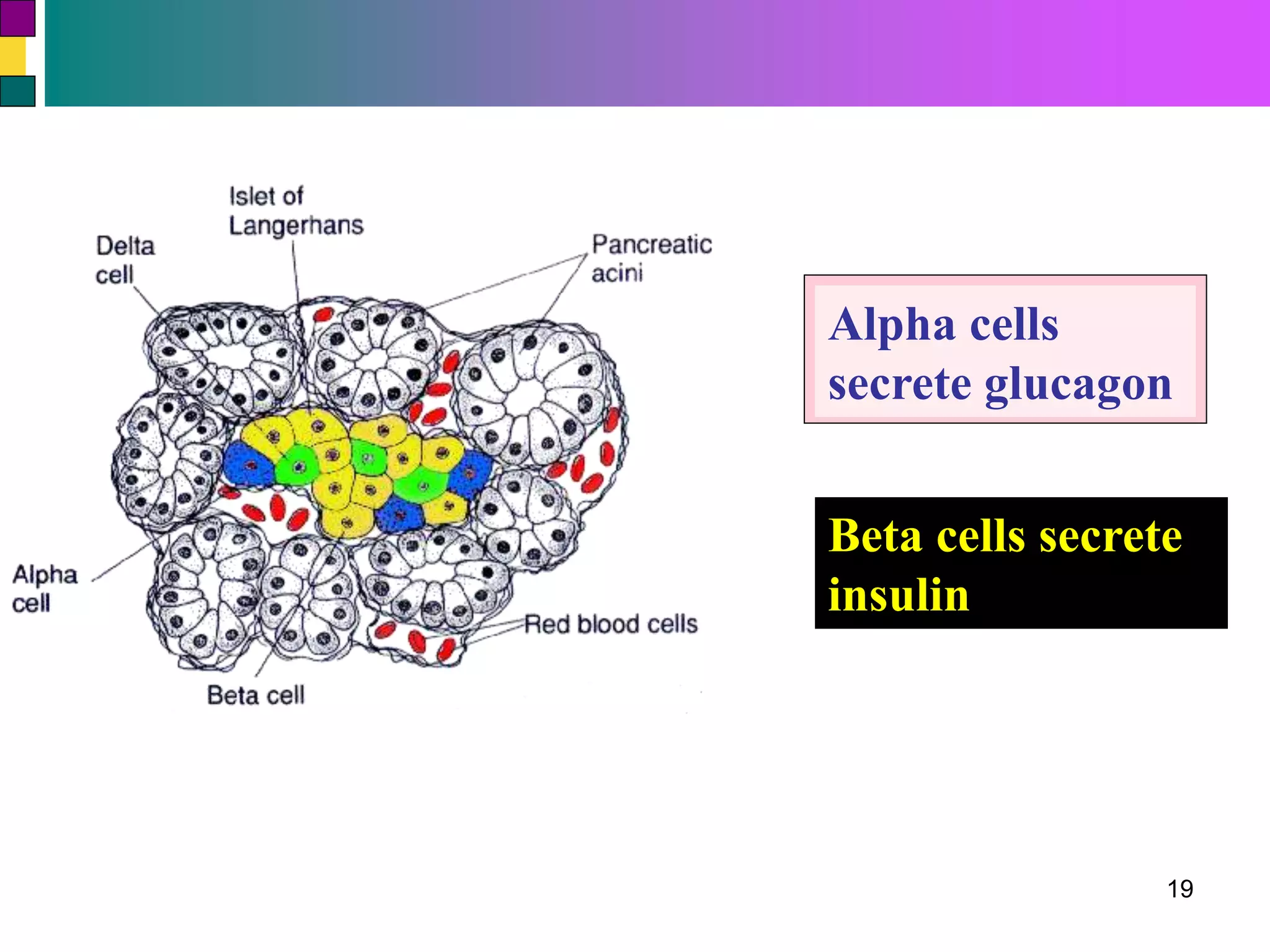 Endocrine system | PPT