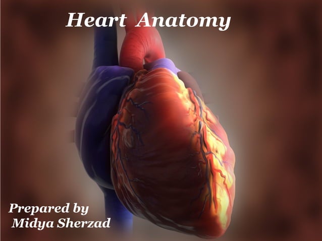 Herat Anatomy | PPT