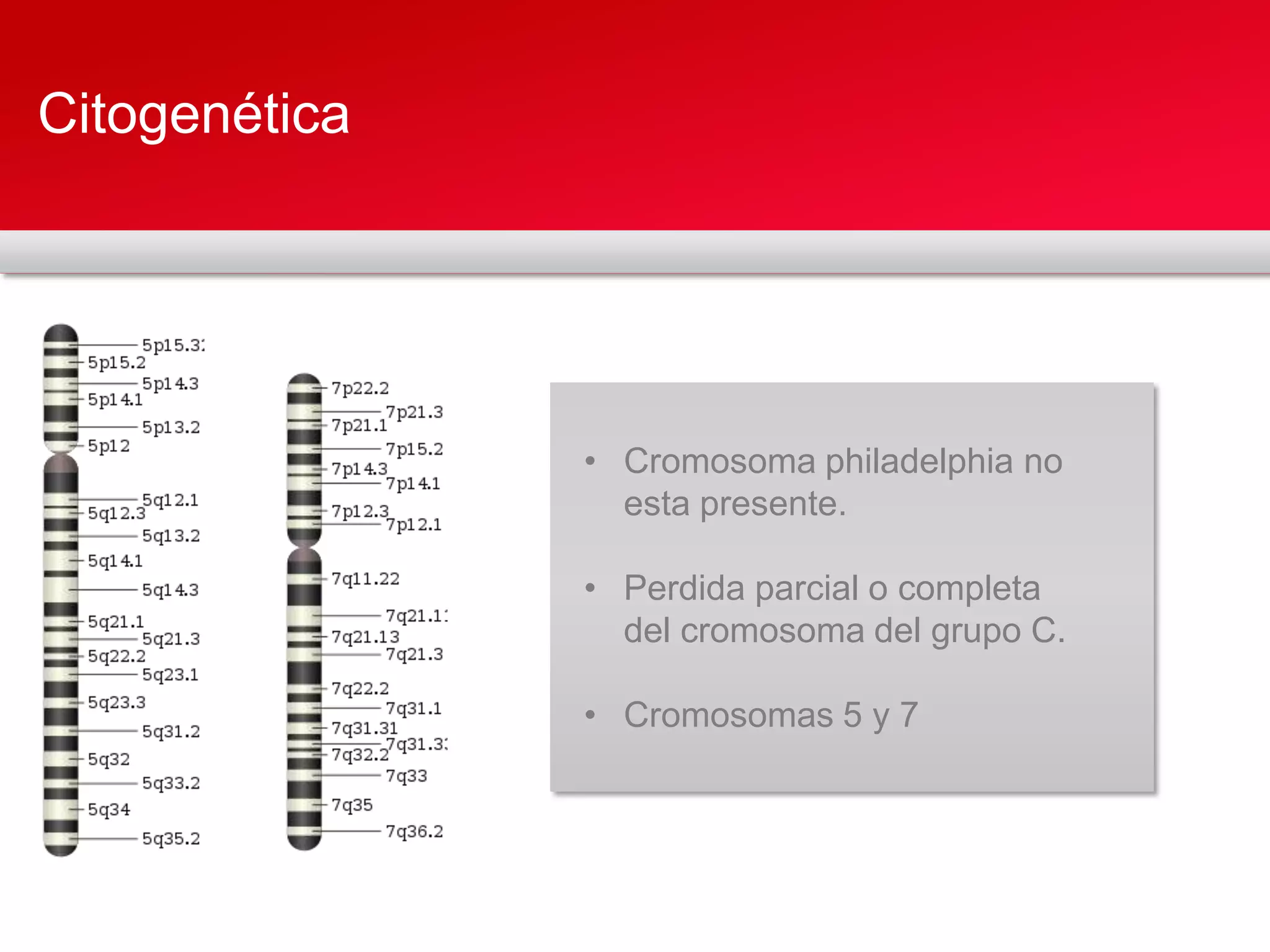 Mielofibrosis con metaplasia mieloide | PPT