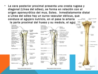 Anatomia Miembo inferior | PPT