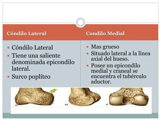 Miembro inferior Huesos | PPT
