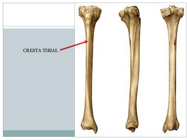 Miembro inferior Huesos
