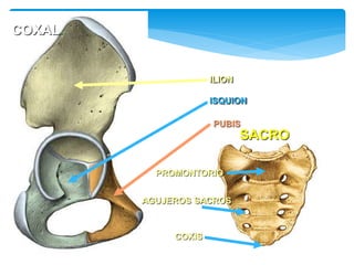 Anatomía miembro inferior Parte 1 | PPTX