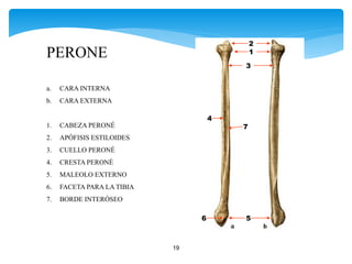 Anatomía miembro inferior Parte 1 | PPT