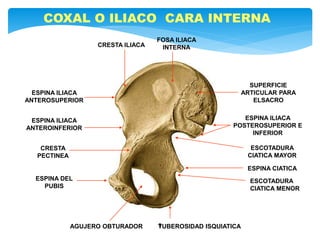 Anatomía miembro inferior Parte 1 | PPT