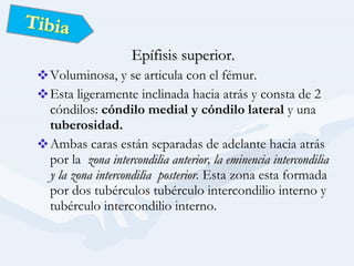 Miembro Inferior | PPT