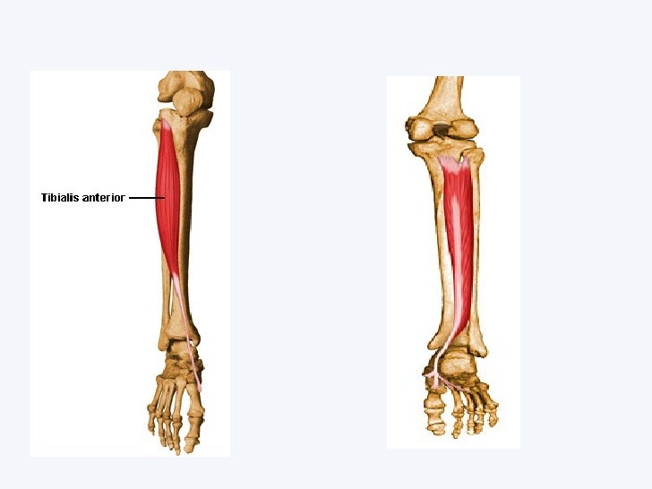 Ilustración del músculo sóleo Fotografía de stock Alamy