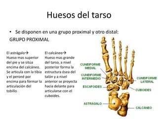 Arteria Basilar | PPTX