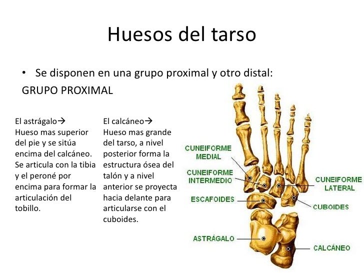 Nombre De Los Huesos De Tarso