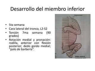 Miembro inferior | PDF