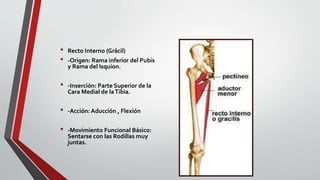 Miembro inferior: huesos, musculos, invervaciones, irrigaciones y ...