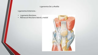 Miembro inferior: huesos, musculos, invervaciones, irrigaciones y ...