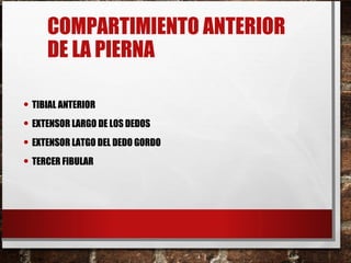 Anatomia de Miembro inferior | PPT